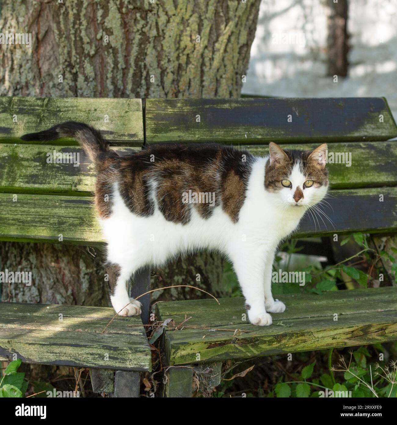 Cat profile full body hi-res stock photography and images - Alamy