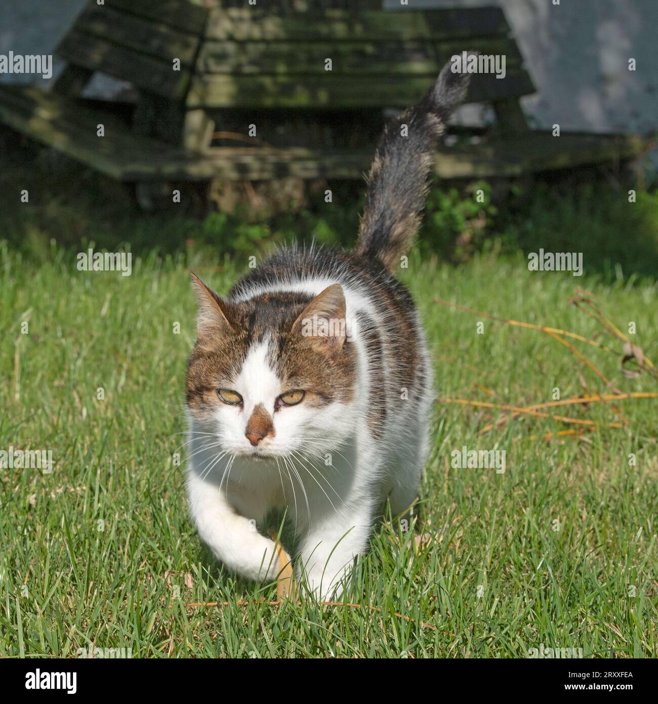 Tabby hi-res stock photography and images - Alamy