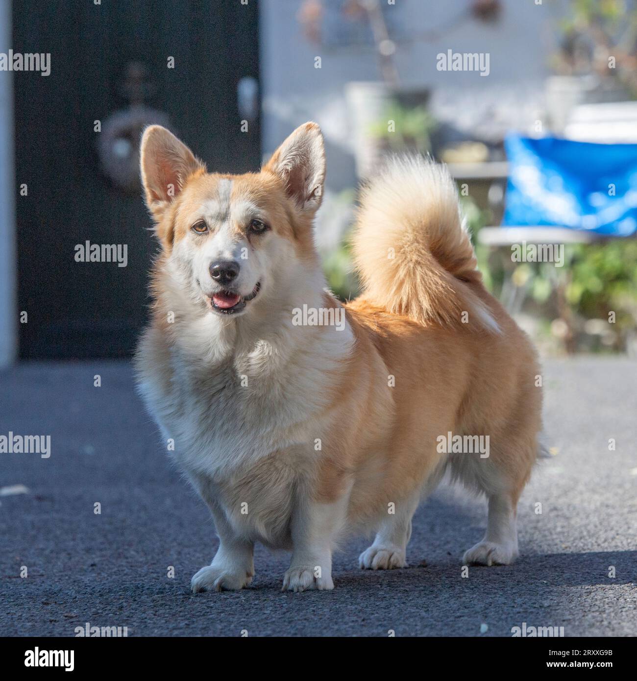 Male and female corgi hi-res stock photography and images - Alamy