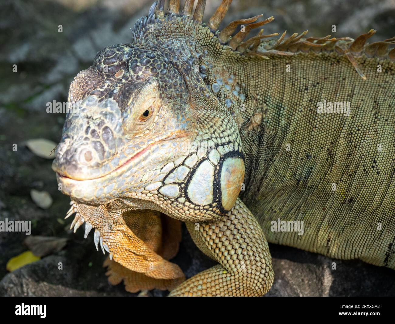 Close south africa ground hi-res stock photography and images - Alamy