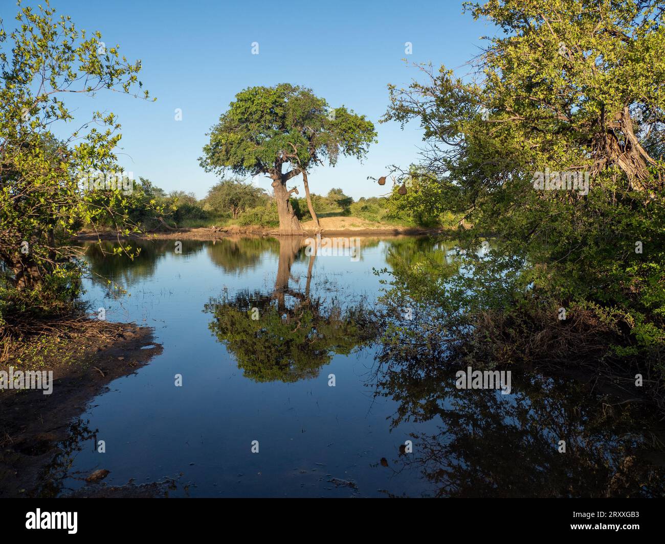 Landscape with tree and pond in South Africa Stock Photo - Alamy