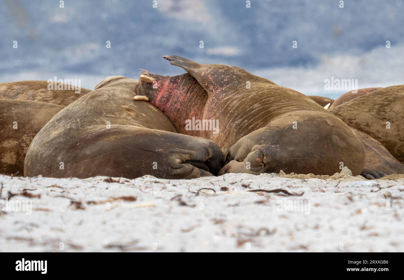 Walruses resting on a beach in Spitsbergen, Svalbard Stock Photo - Alamy
