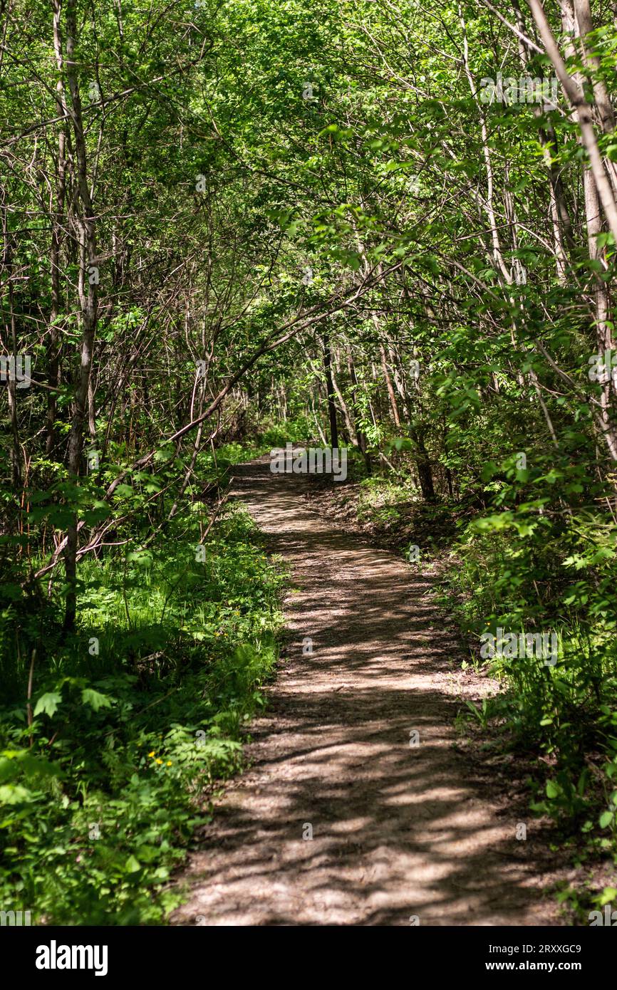 Path in the park. Road in the forest. Shadow on the path. Terrain in ...