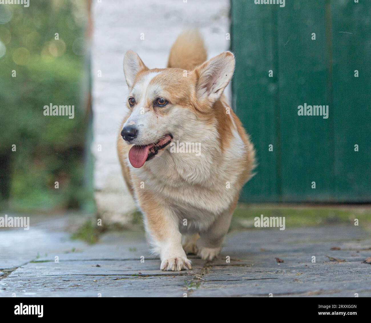 Corgi looking into the camera hi-res stock photography and images - Alamy