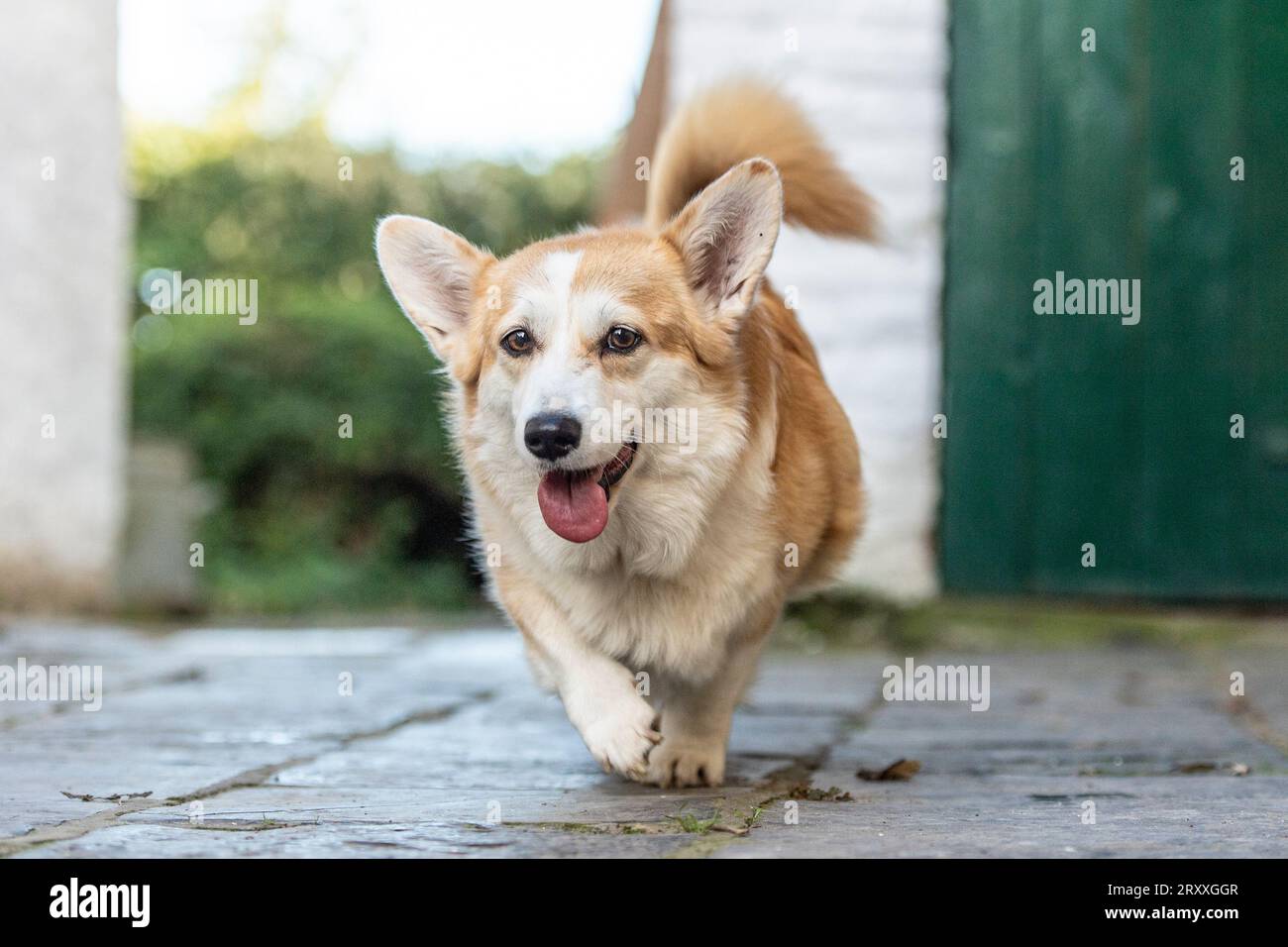 Pembroke Corgi running towards camera Stock Photo - Alamy