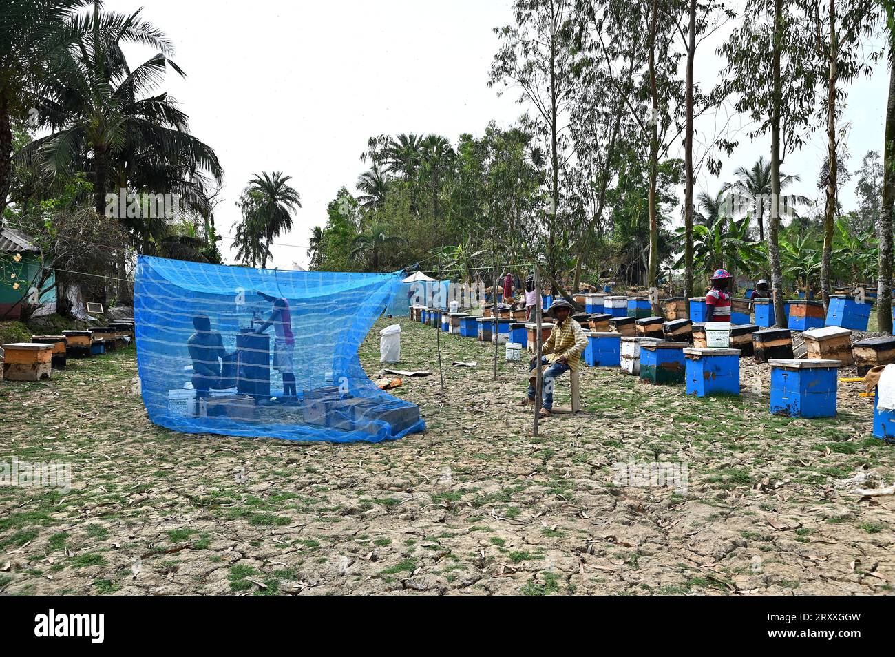 Beekeeper collects fresh honey from the hives in nature at Sundarban ...