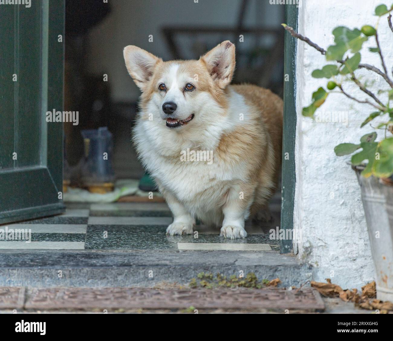 Welcome home dog hi-res stock photography and images - Alamy