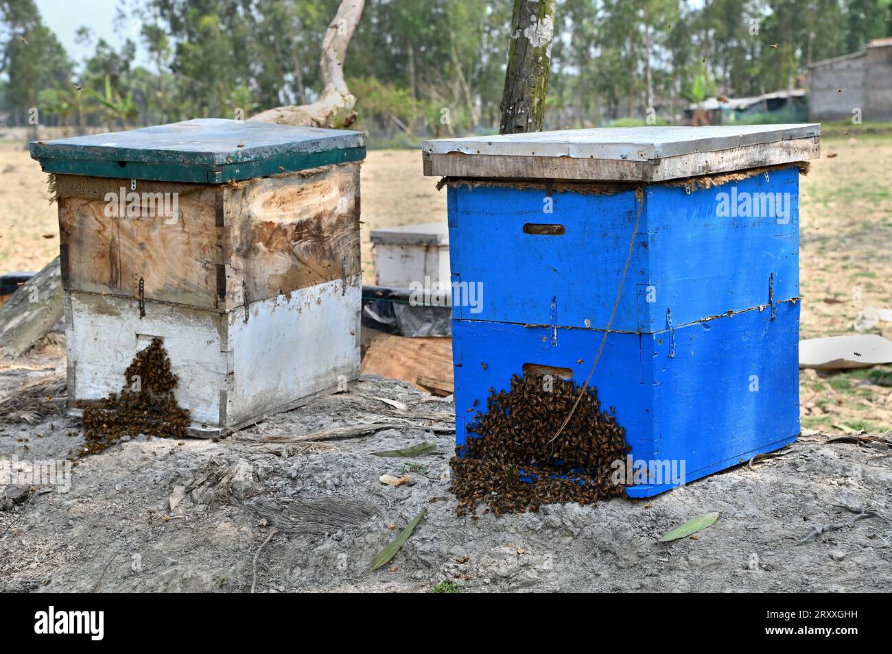 Beekeeper collects fresh honey from the hives in nature at Sundarban ...