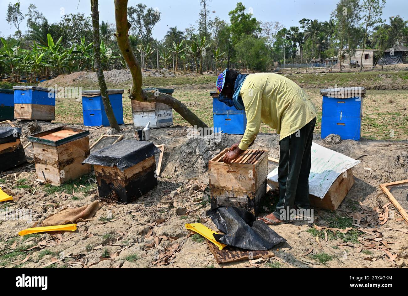 Beekeeper collects fresh honey from the hives in nature at Sundarban ...