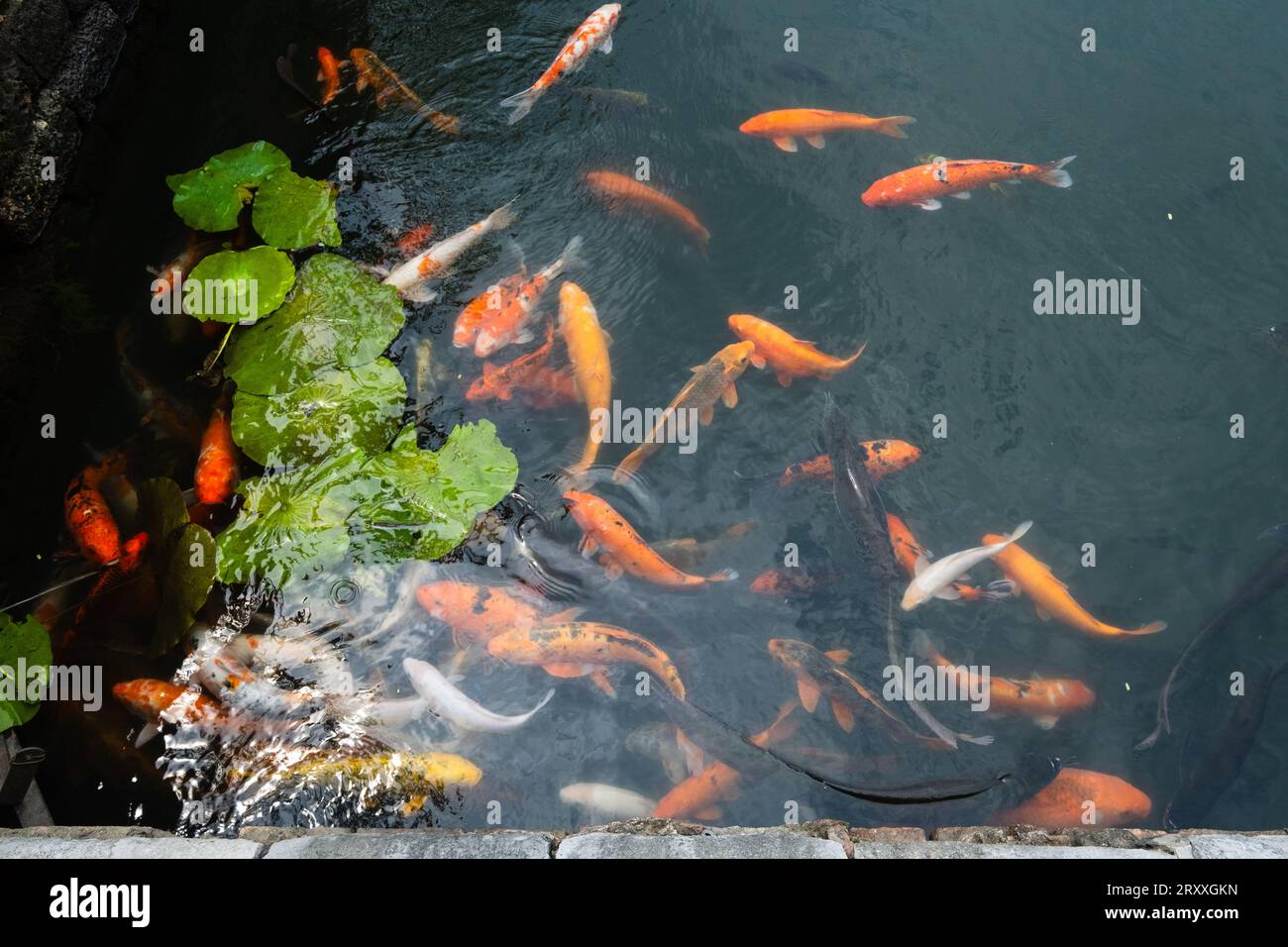 Koi fish in a pond behind the Meridian Gate, Imperial City of Huế ...