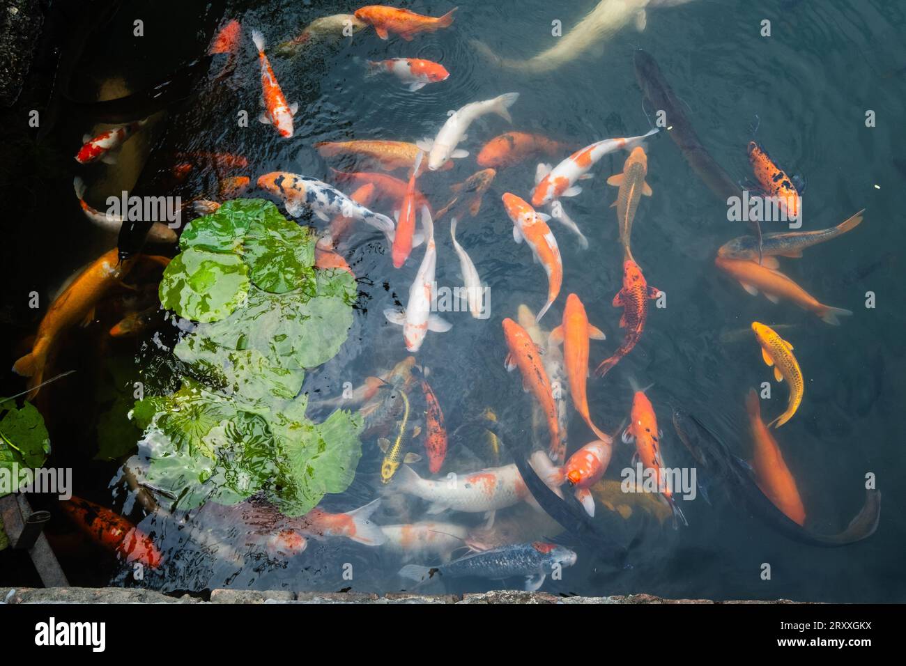 Koi fish in a pond behind the Meridian Gate, Imperial City of Huế ...