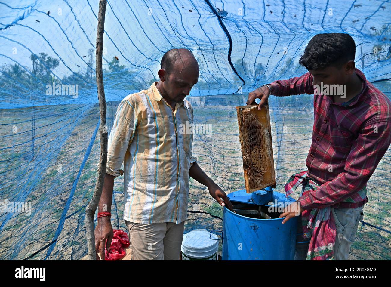Beekeeper collects fresh honey from the hives in nature at Sundarban ...
