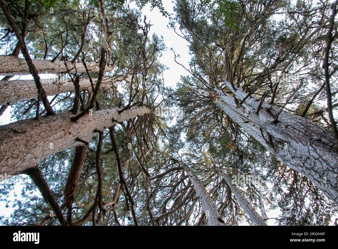 The giant pine trees of the secular reserve of the Giganti della Sila ...