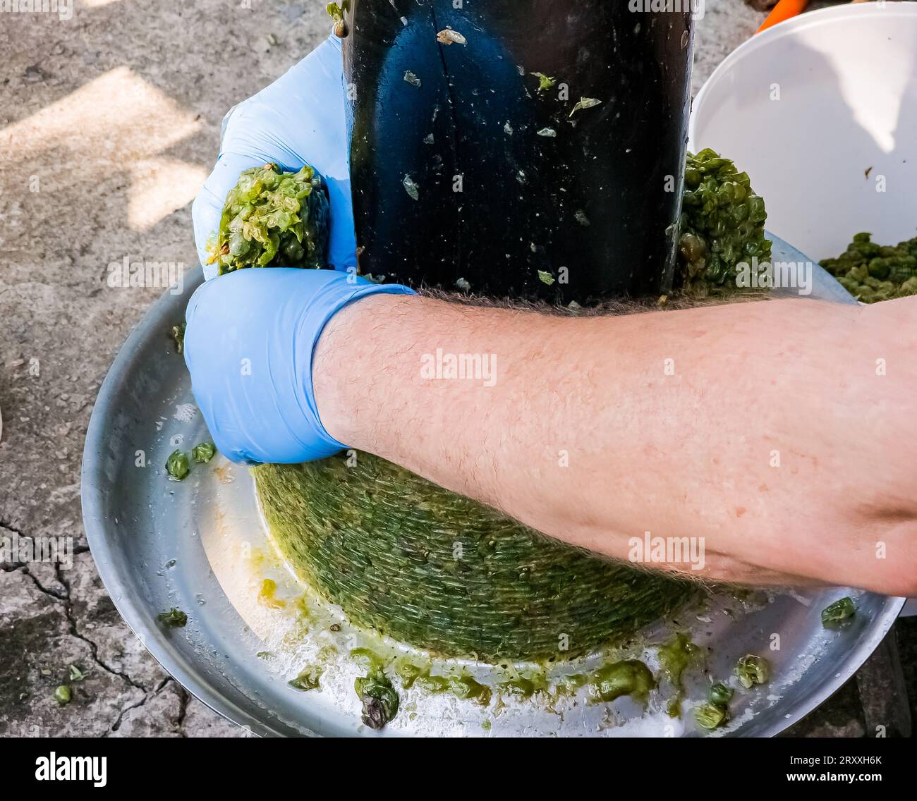 The process of making homemade grape wine. A winemaker collects grape ...