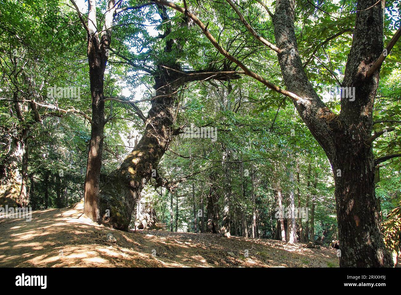 The giant pine trees of the secular reserve of the Giganti della Sila ...
