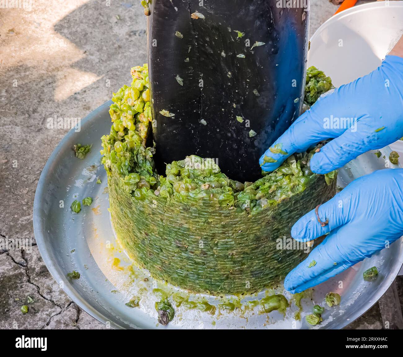 The process of making homemade grape wine. A winemaker collects grape ...