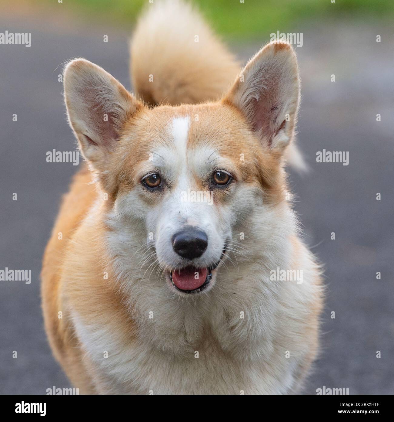Corgi tongue hi-res stock photography and images - Alamy