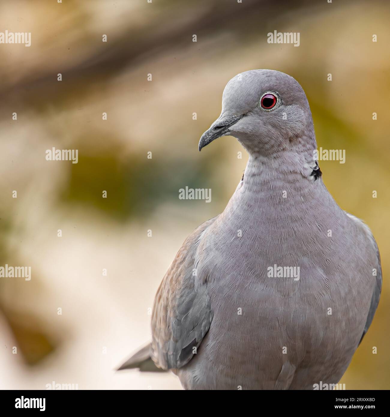 Pigeon with white collar hi-res stock photography and images - Alamy