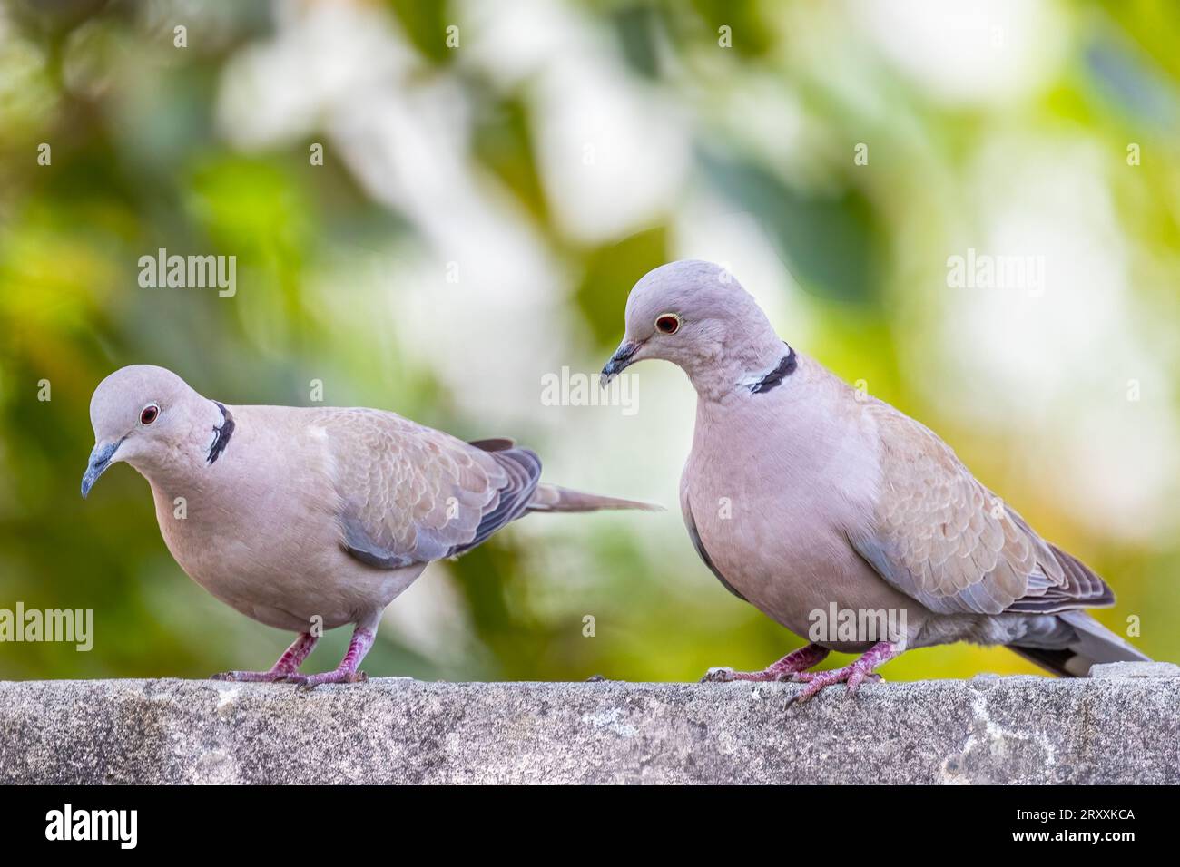 German avian species hi-res stock photography and images - Alamy