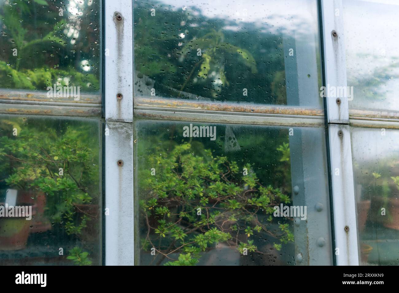 section of a glass wall of a tropical flower greenhouse with an open ...