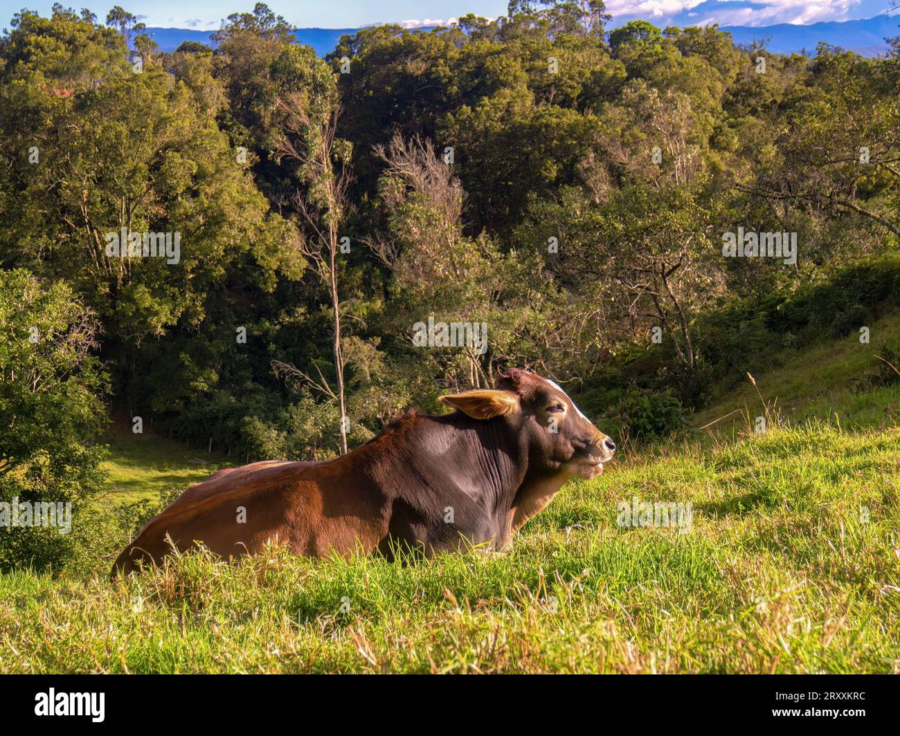 A young mixed breed bull resting on the grass of a farm at sunset in ...