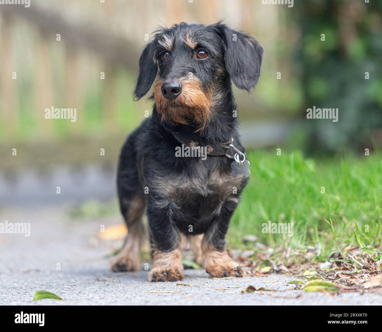 Miniature Wirehaired Dachshund teckel dog Stock Photo - Alamy