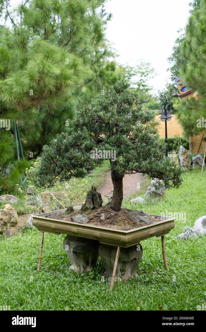 Imperial bonsai hi-res stock photography and images - Alamy