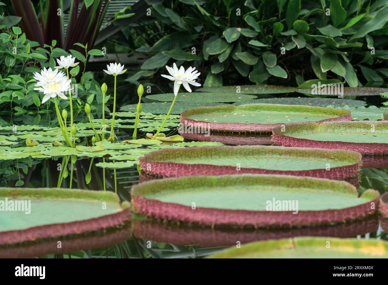 flowering tropical aquatic plants in the greenhouse pool Stock Photo ...