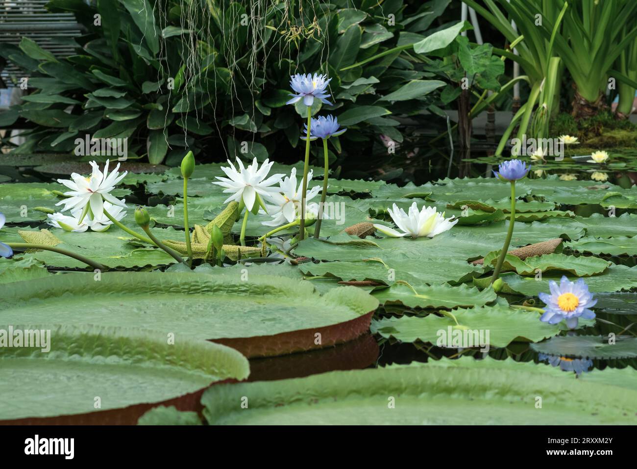 different species of water lilies bloom in the greenhouse of the ...