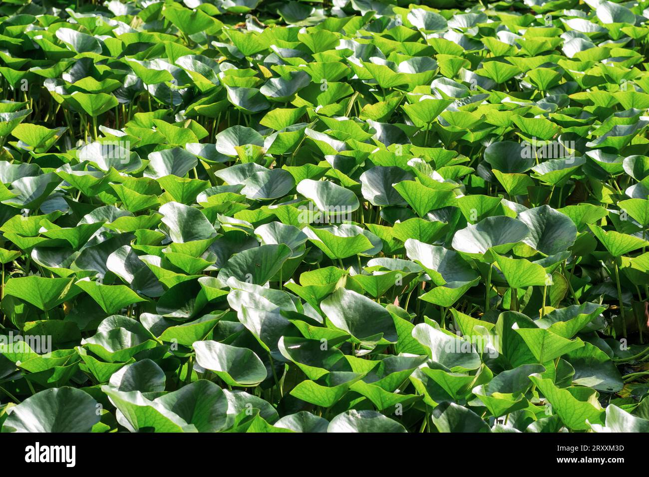 landscape: lotus leaves completely cover the surface of the water Stock ...