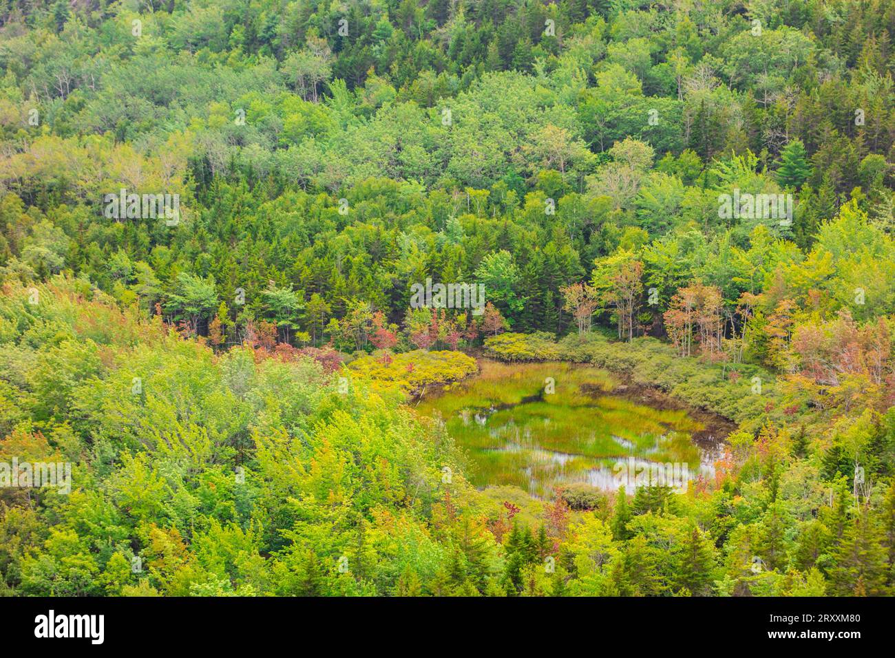 Views hiking beehive loop in Acadia National park. Greenery, rocky ...
