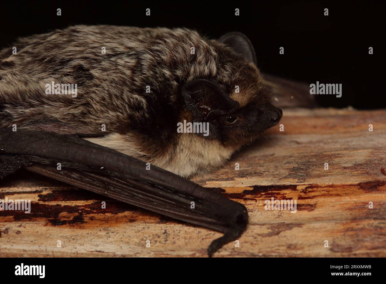 The parti-coloured bat or rearmouse (Vespertilio murinus) head detail ...