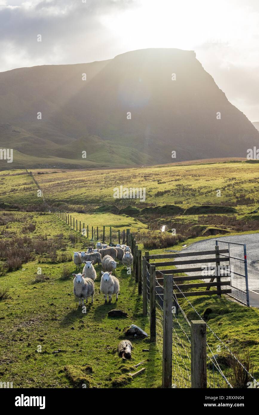 Grazing land, sheep. Isle of Skye, Great Britain Stock Photo - Alamy