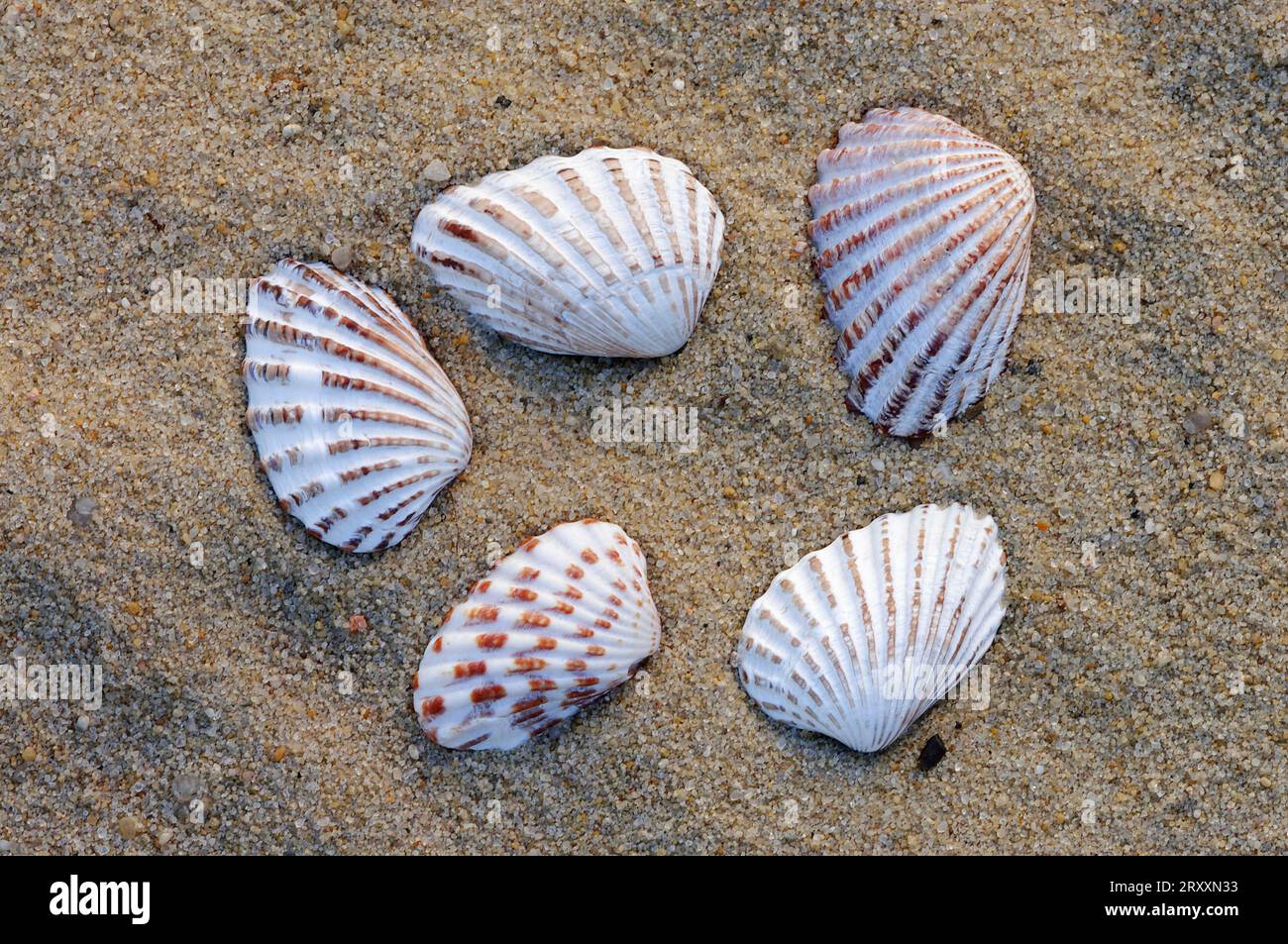 Brad-ripped Cardita Clam shells (Carditamera floridana Stock Photo - Alamy