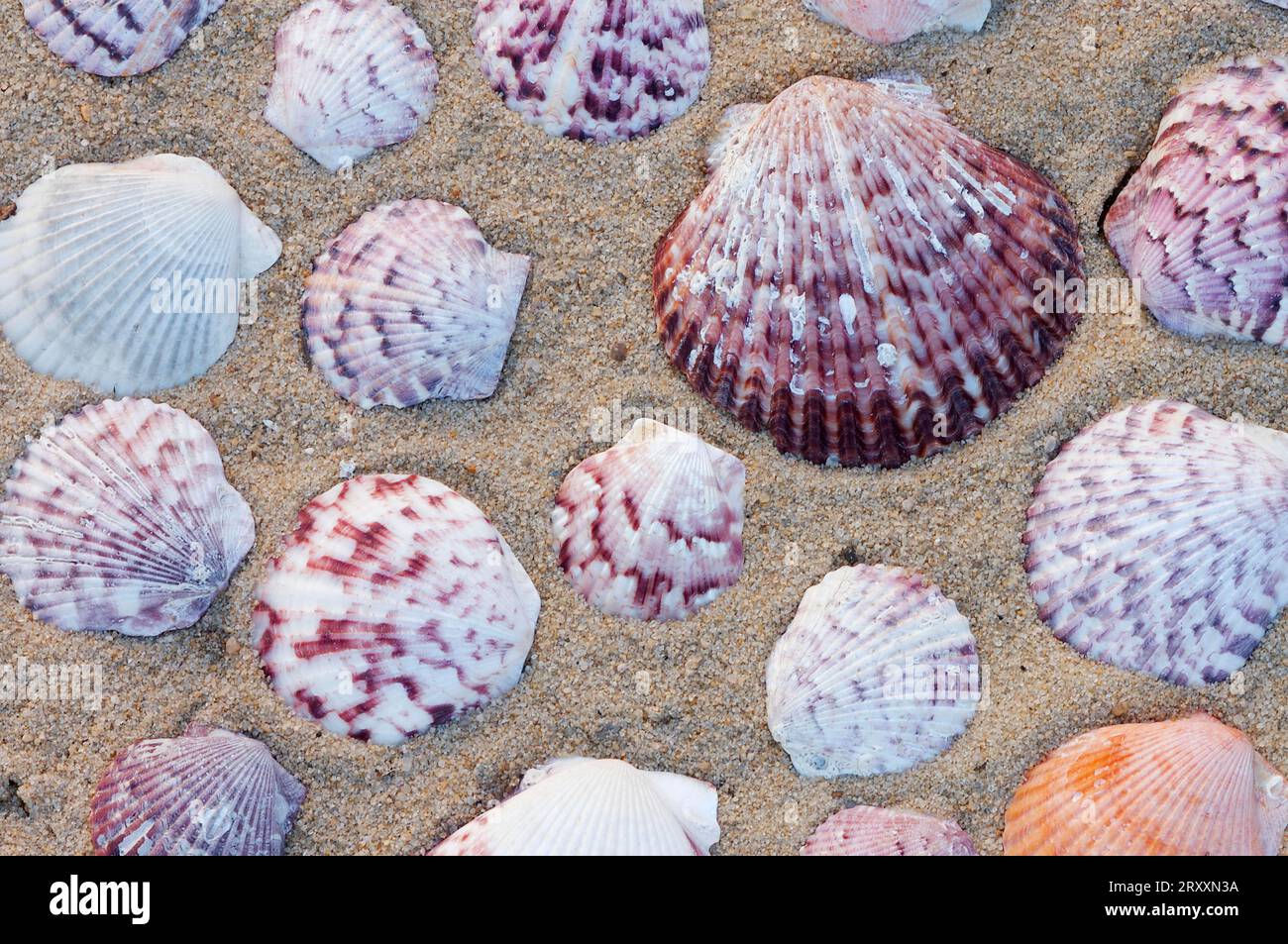 Scallop Shells (Chlamys varia Stock Photo - Alamy