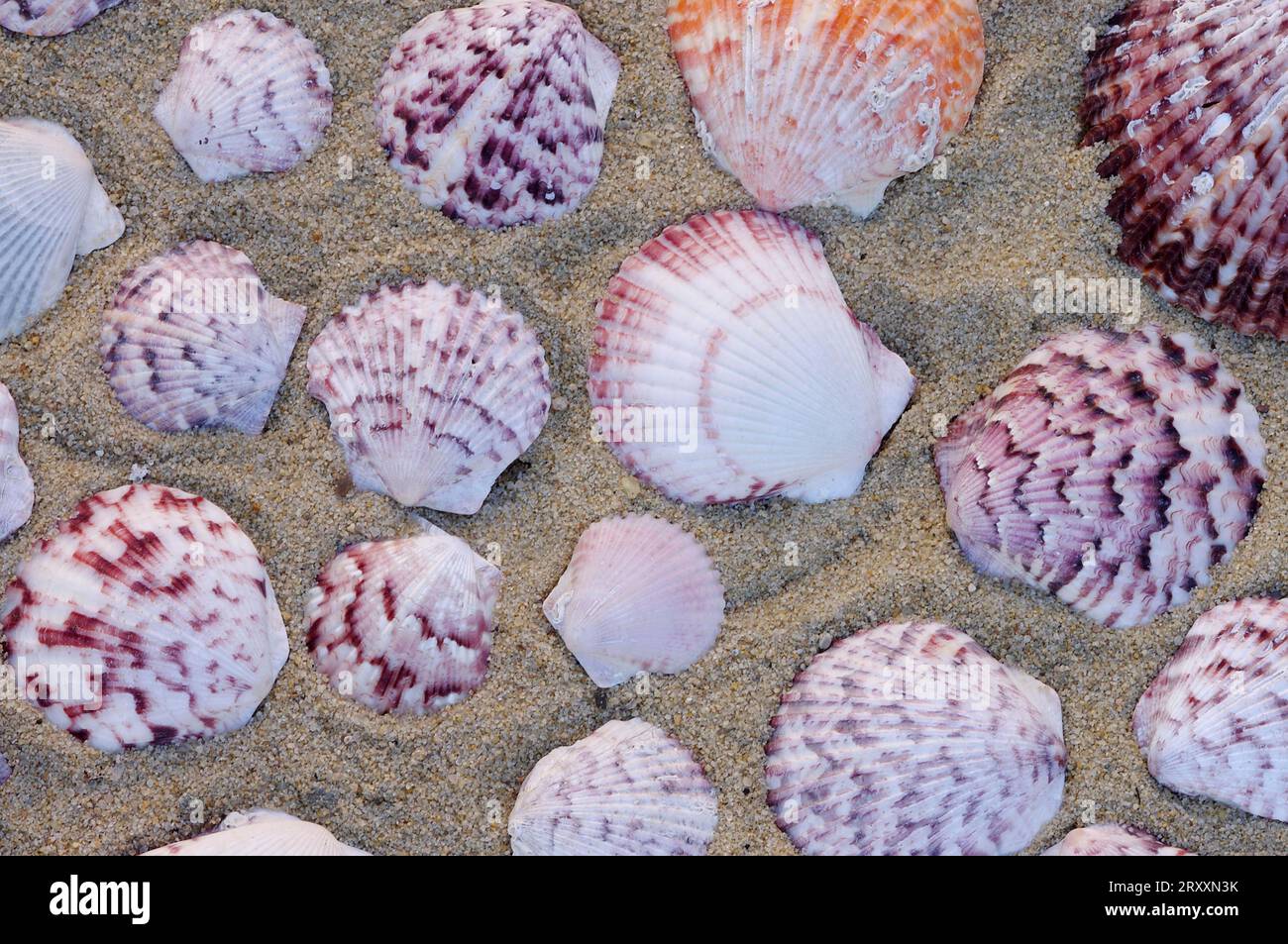 Scallop Shells (Chlamys varia Stock Photo - Alamy