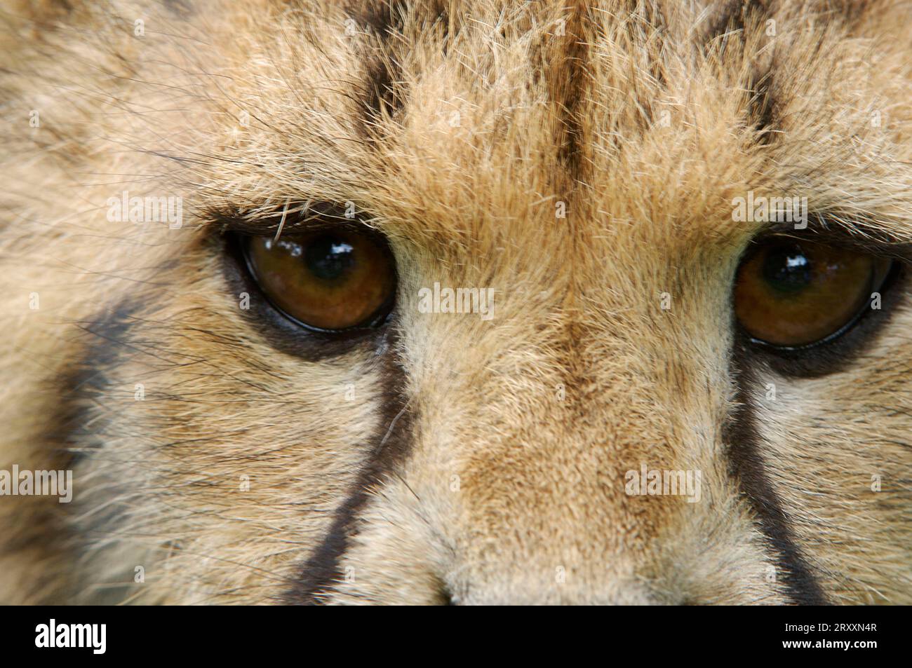 Cheetah face detail hi-res stock photography and images - Alamy