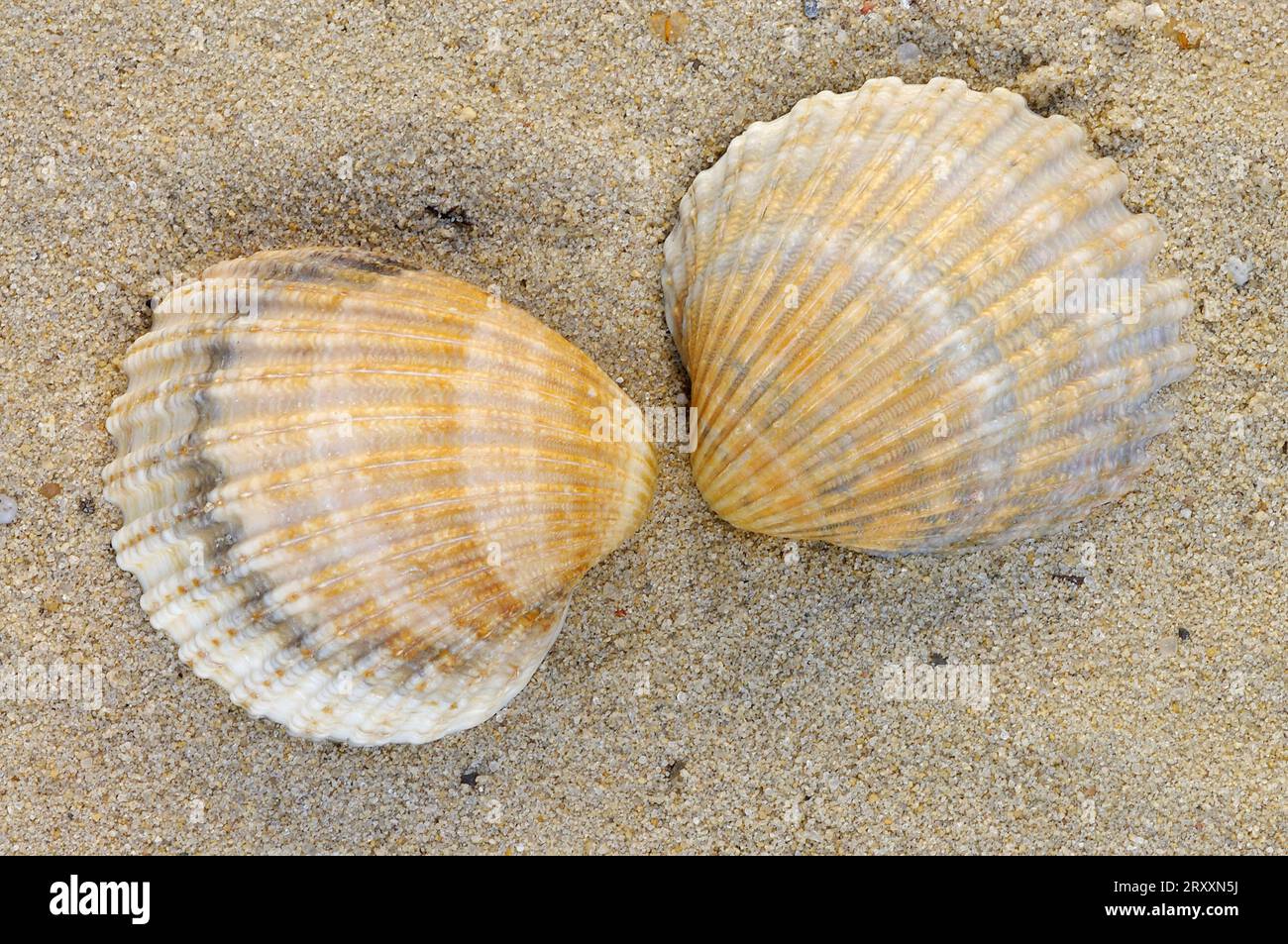 Common European Cockle (Cerastoderma edule) shells (Cardium edule Stock ...