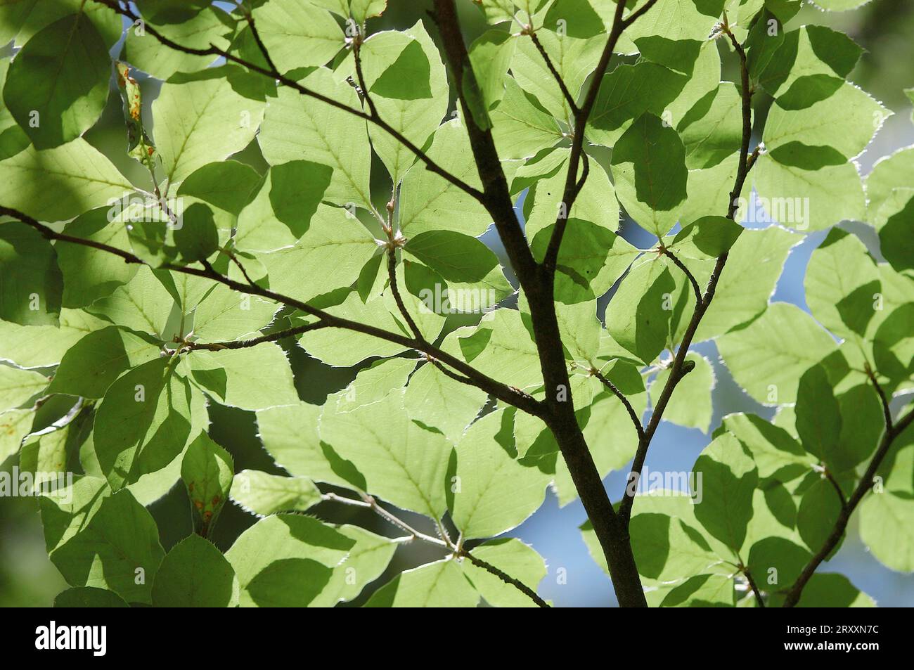 Beech leaves in spring, common beech (Fagus sylvatica), Germany Stock ...