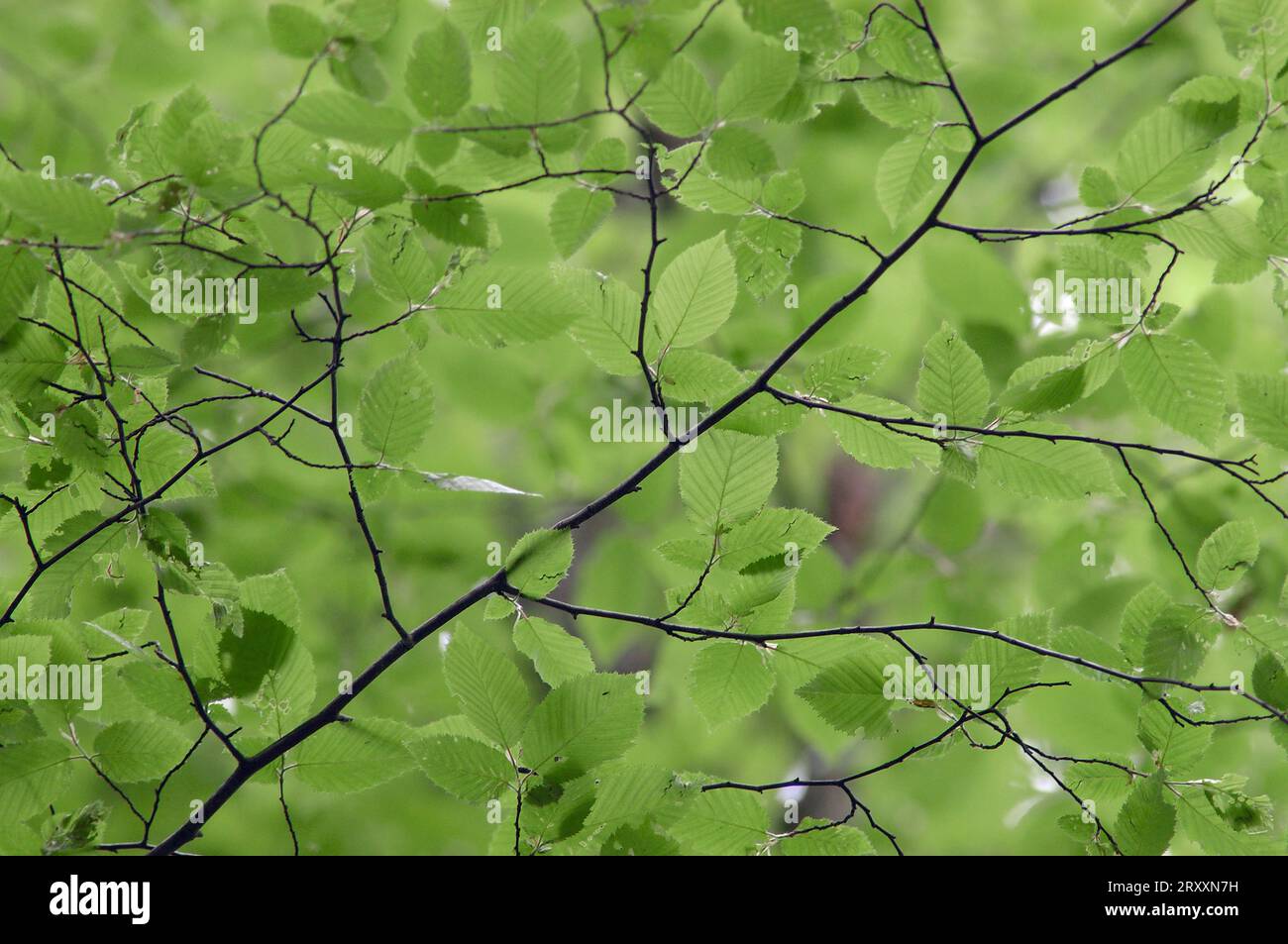 Beech leaves in spring, common beech (Fagus sylvatica), Germany Stock ...