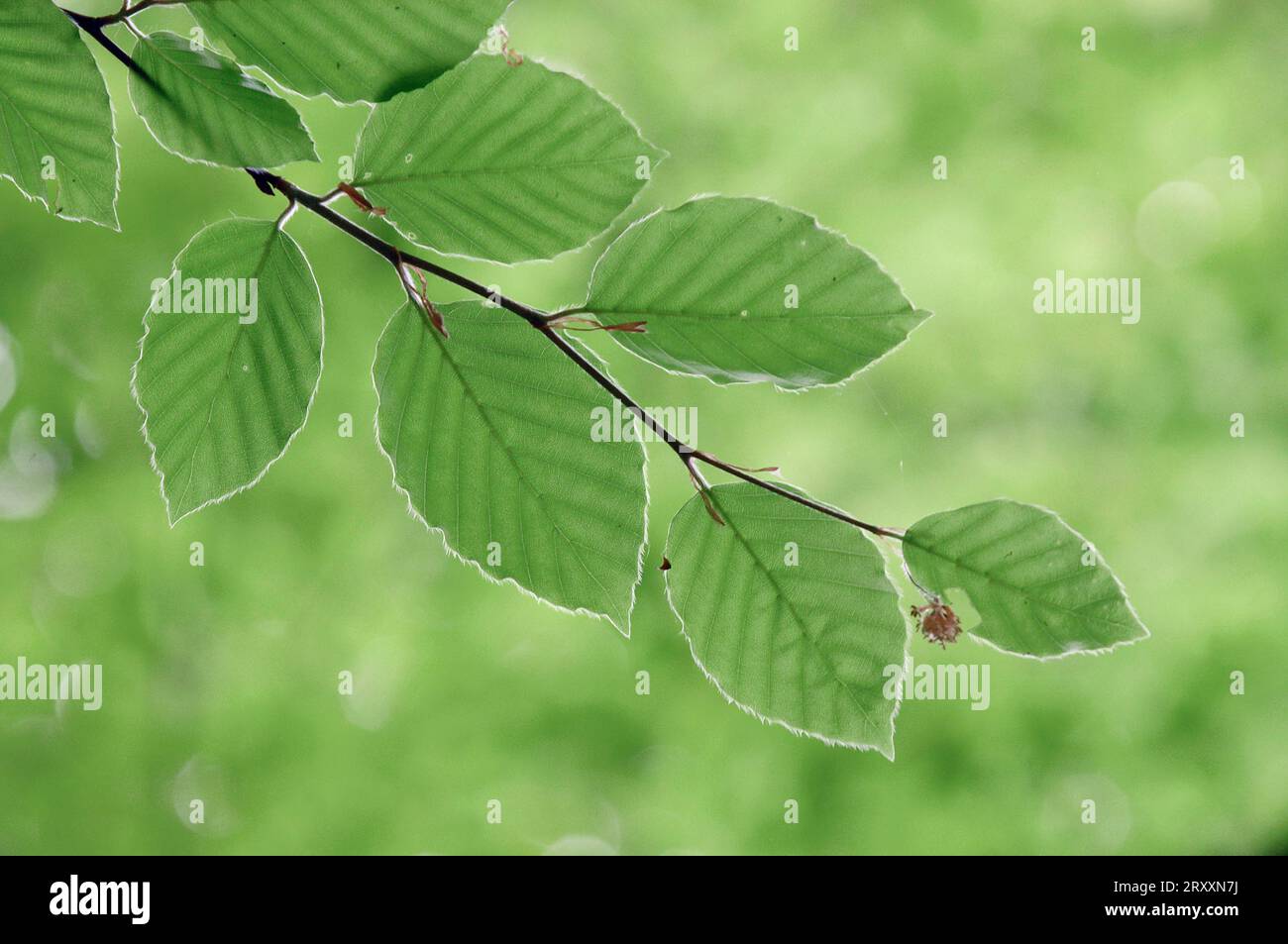 Beech leaves in spring, common beech (Fagus sylvatica), Germany Stock ...