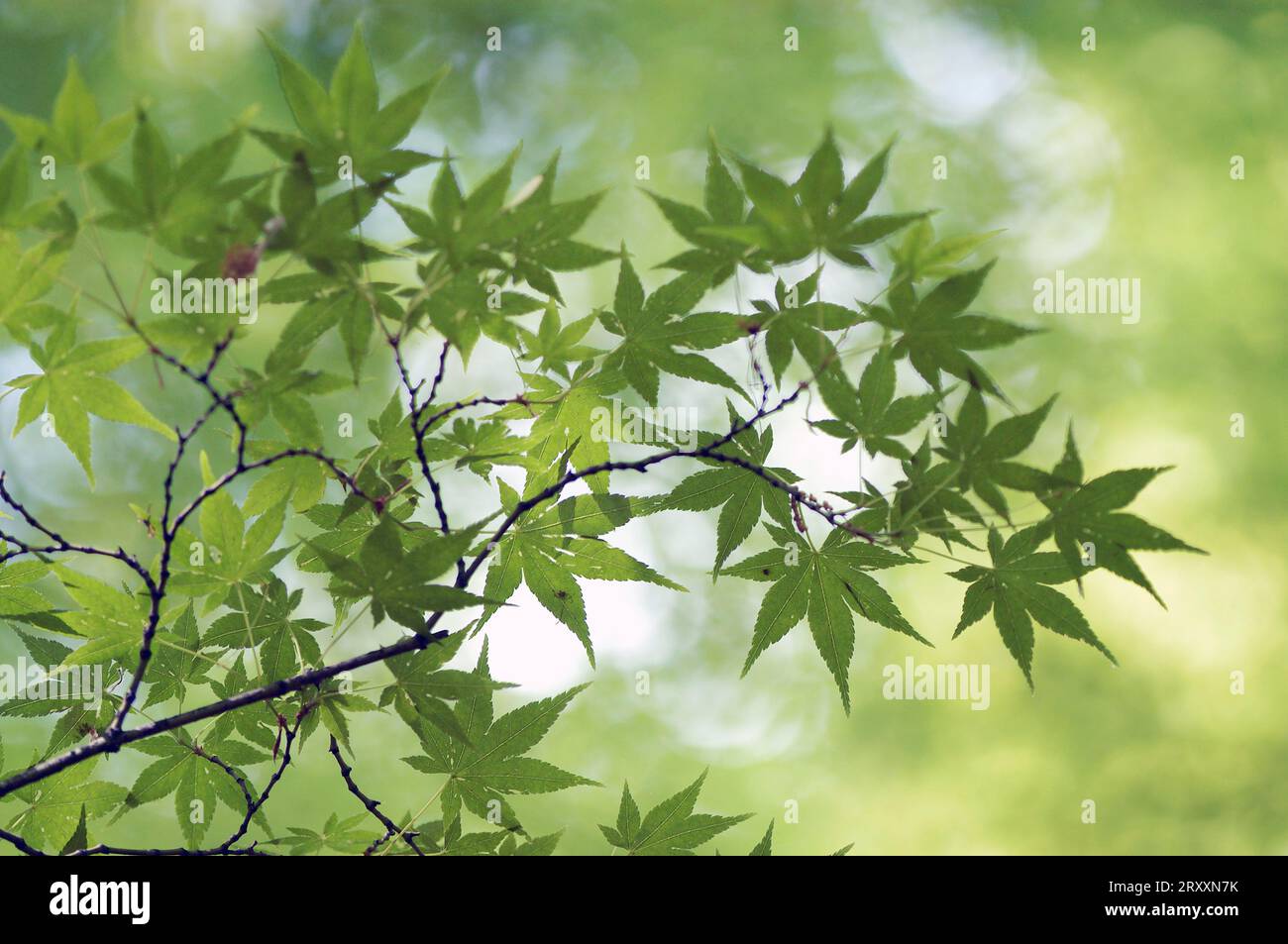Smooth japanese maple (Acer palmatum) in spring, Fan maple Stock Photo ...