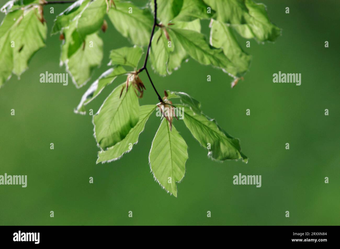 Beech leaves in spring, common beech (Fagus sylvatica), Germany Stock ...