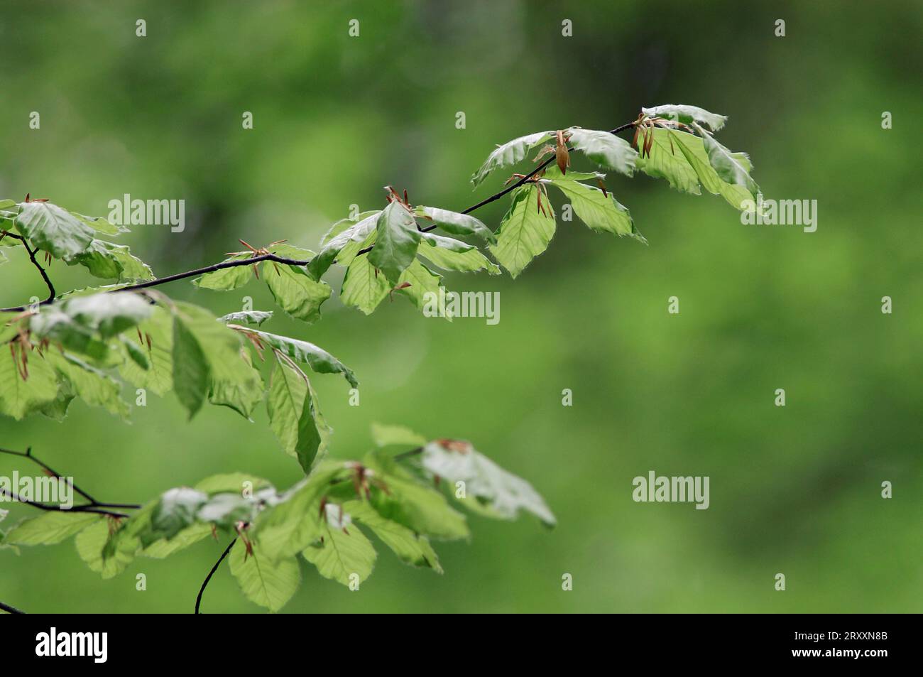 Beech leaves in spring, common beech (Fagus sylvatica), Germany Stock ...