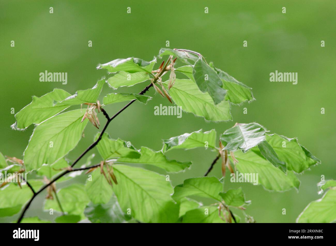 Beech leaves in spring, common beech (Fagus sylvatica), Germany Stock ...
