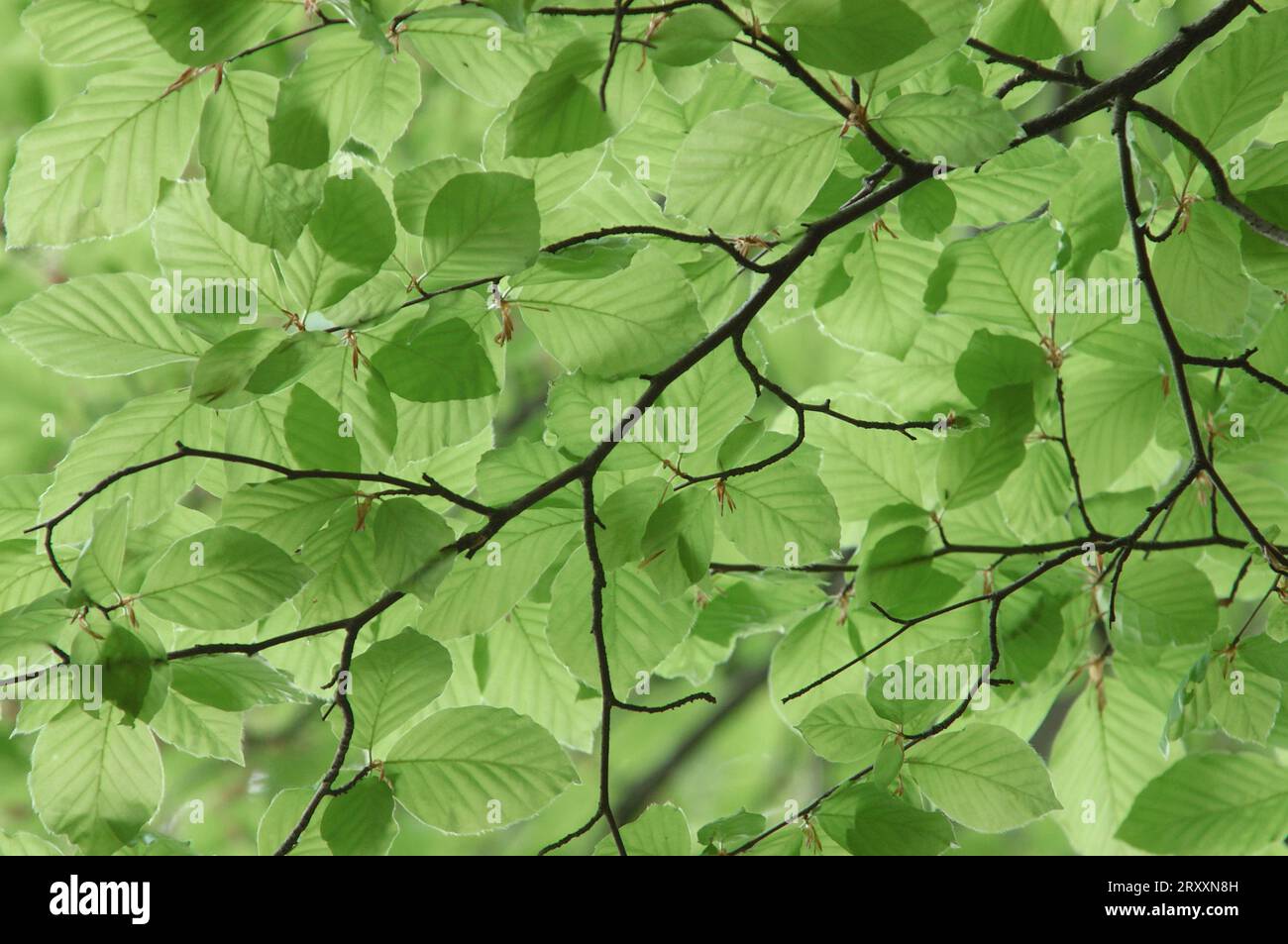 Beech leaves in spring, common beech (Fagus sylvatica), Germany Stock ...