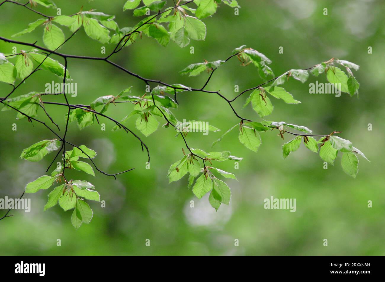 Beech leaves in spring, common beech (Fagus sylvatica), Germany Stock ...
