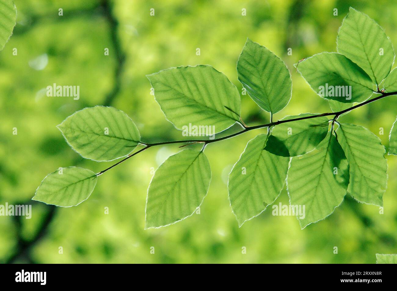 Beech leaves in spring, common beech (Fagus sylvatica), Germany Stock ...