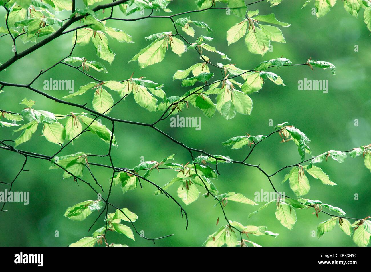 Beech leaves in spring, common beech (Fagus sylvatica), Germany Stock ...