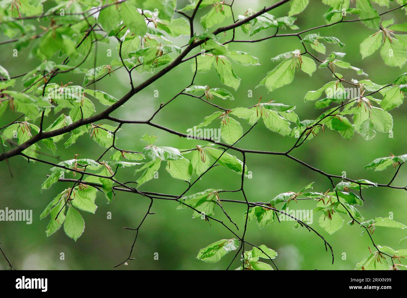 Beech leaves in spring, common beech (Fagus sylvatica), Germany Stock ...